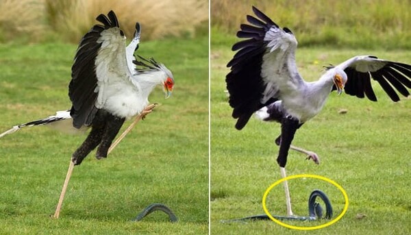 독수리계 세젤예 '뱀잡이수리'의 반전…독사 머리 밟아 죽여